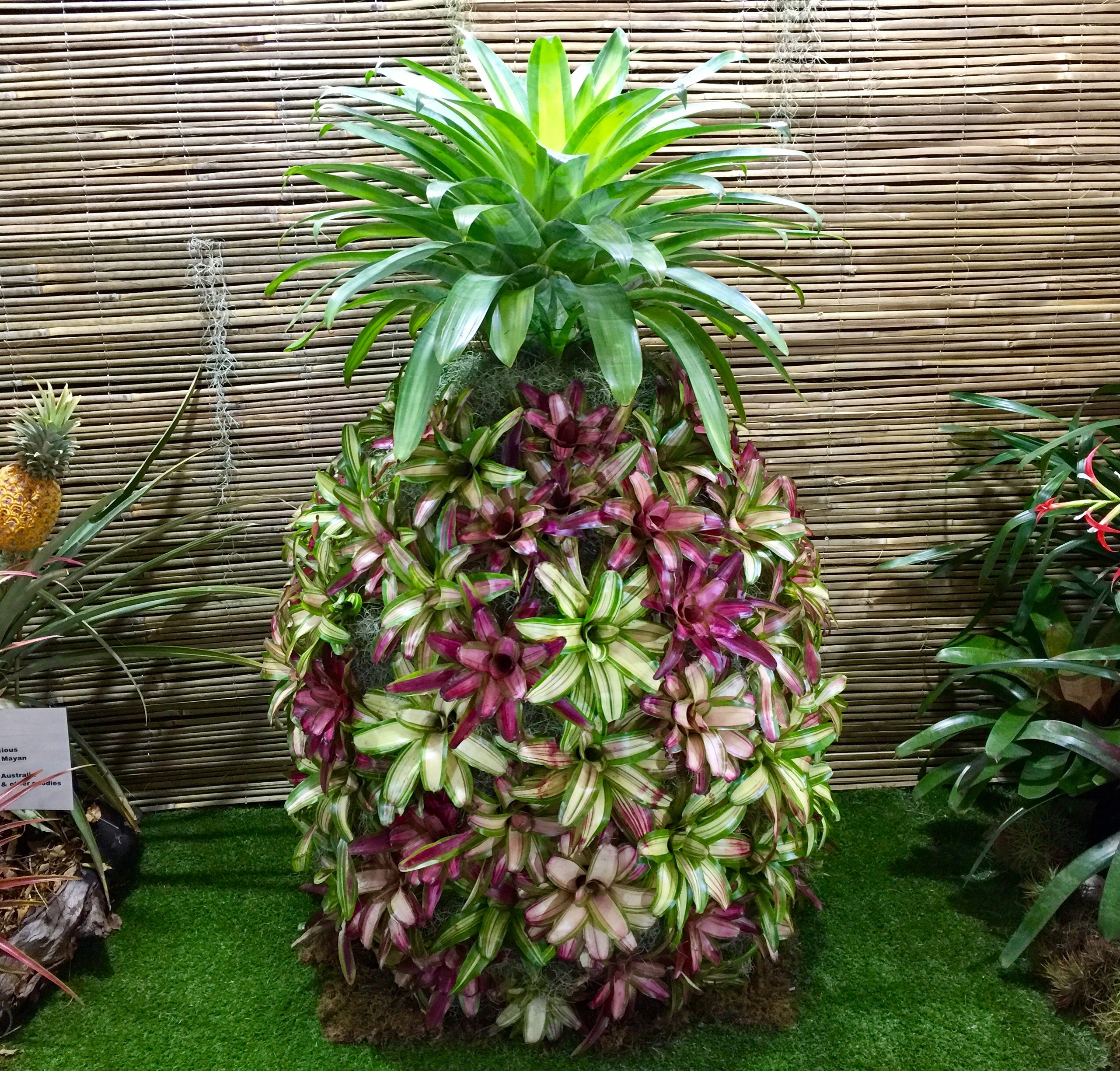 Autumn Show 2026 - Bromeliad Society of Queensland Inc